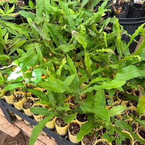 Macadamia Nut Tree - 'cate' Seedling (very Rich, Buttery Flavor) - Etsy