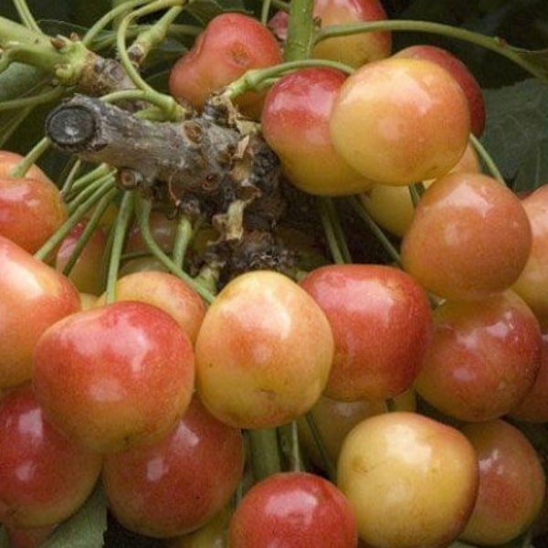 Semi Dwarf Fruit Trees - Etsy