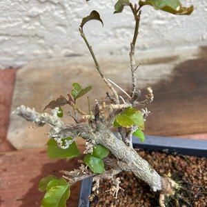Slant-style Bougainvillea Bonsai Tree free Shipping Amazing Flowers - Etsy