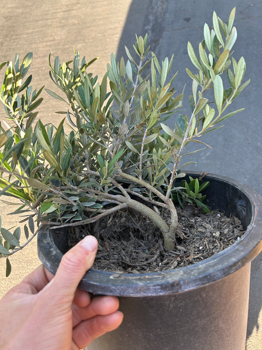 Dwarf Olive "petite Olive" Non-fruiting Tree - Good for Bonsai - Etsy