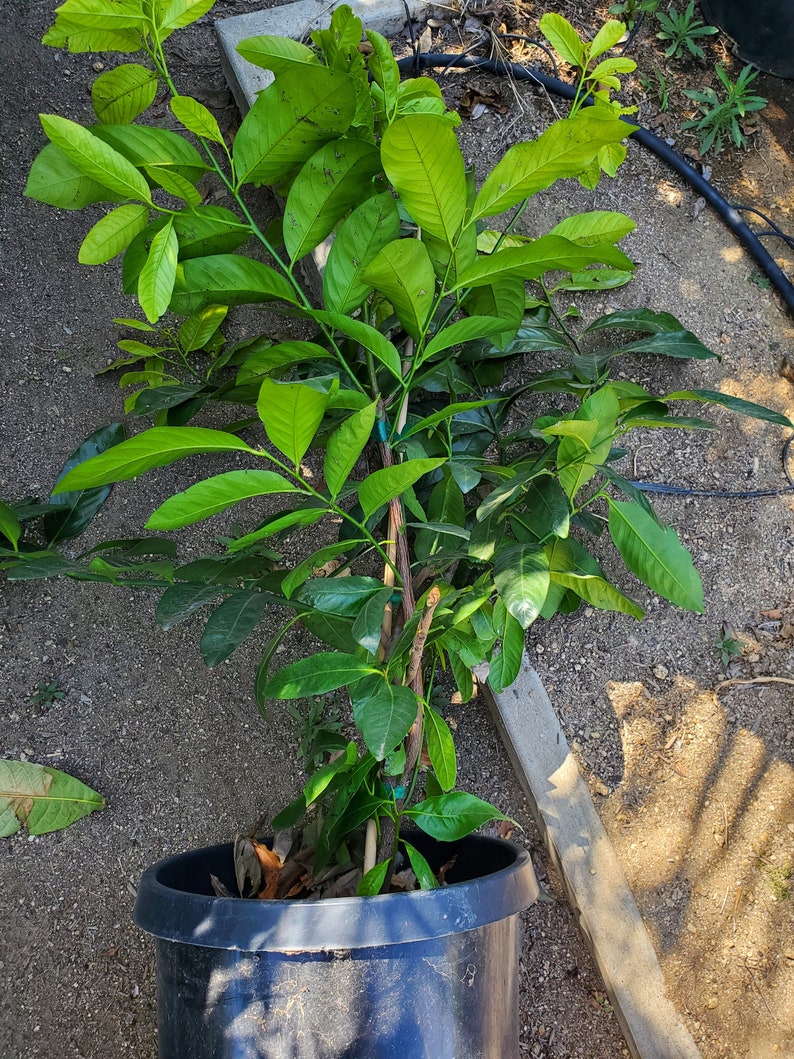 Black Sapote Tree 7-8 Year Old and Fruiting Age Very Large - Etsy
