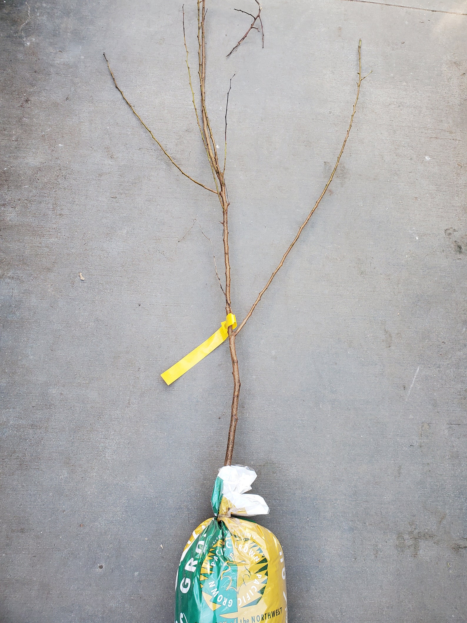 3-4 Feet Tall 'sweet Treat' Pluerry Semi-dwarf, Bare-root Fruit Tree ...