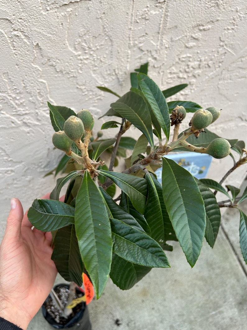 FRUITING Multi-variety Loquat Fruit Tree - 4 Varieties (big Jim ...