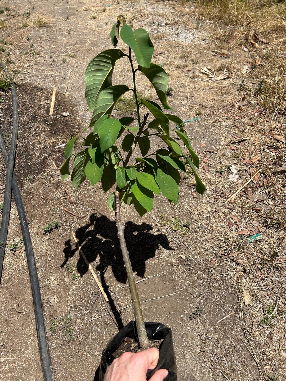 Cherimoya Fruit Tree - 2-3 Feet Tall - Exotic Fruit Tree - Etsy