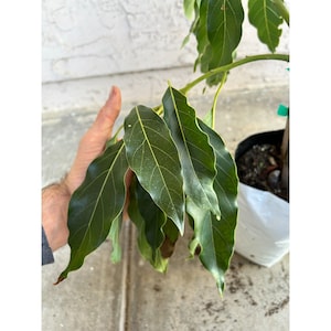 Dwarf Grafted 'littler Cado' (wurtz) Tree - True Dwarf Avocado for ...