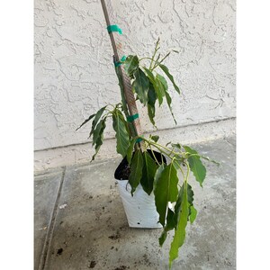 Dwarf Grafted 'littler Cado' (wurtz) Tree - True Dwarf Avocado for ...