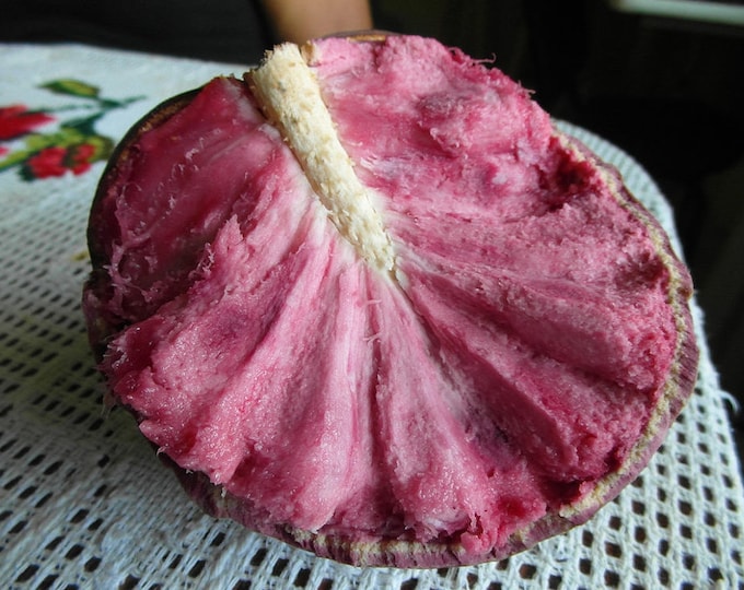 Very Rare Tall GRAFTED Purple Ilama Fruit Tree Relative of Cherimoya ...