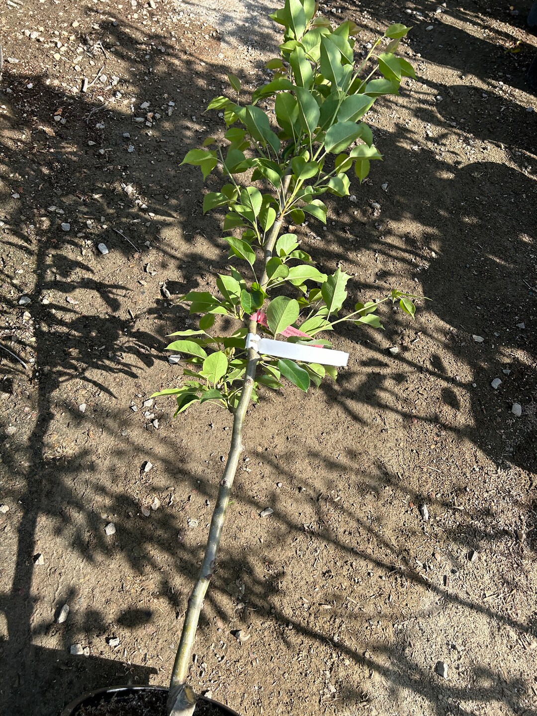 Hood Pear Fruit Tree grafted 4-5 Feet Tall - Etsy