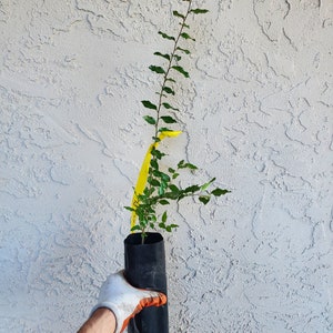 RARE Governor's Plum (flavourtia Indica) Live Fruit Tree - Native to ...