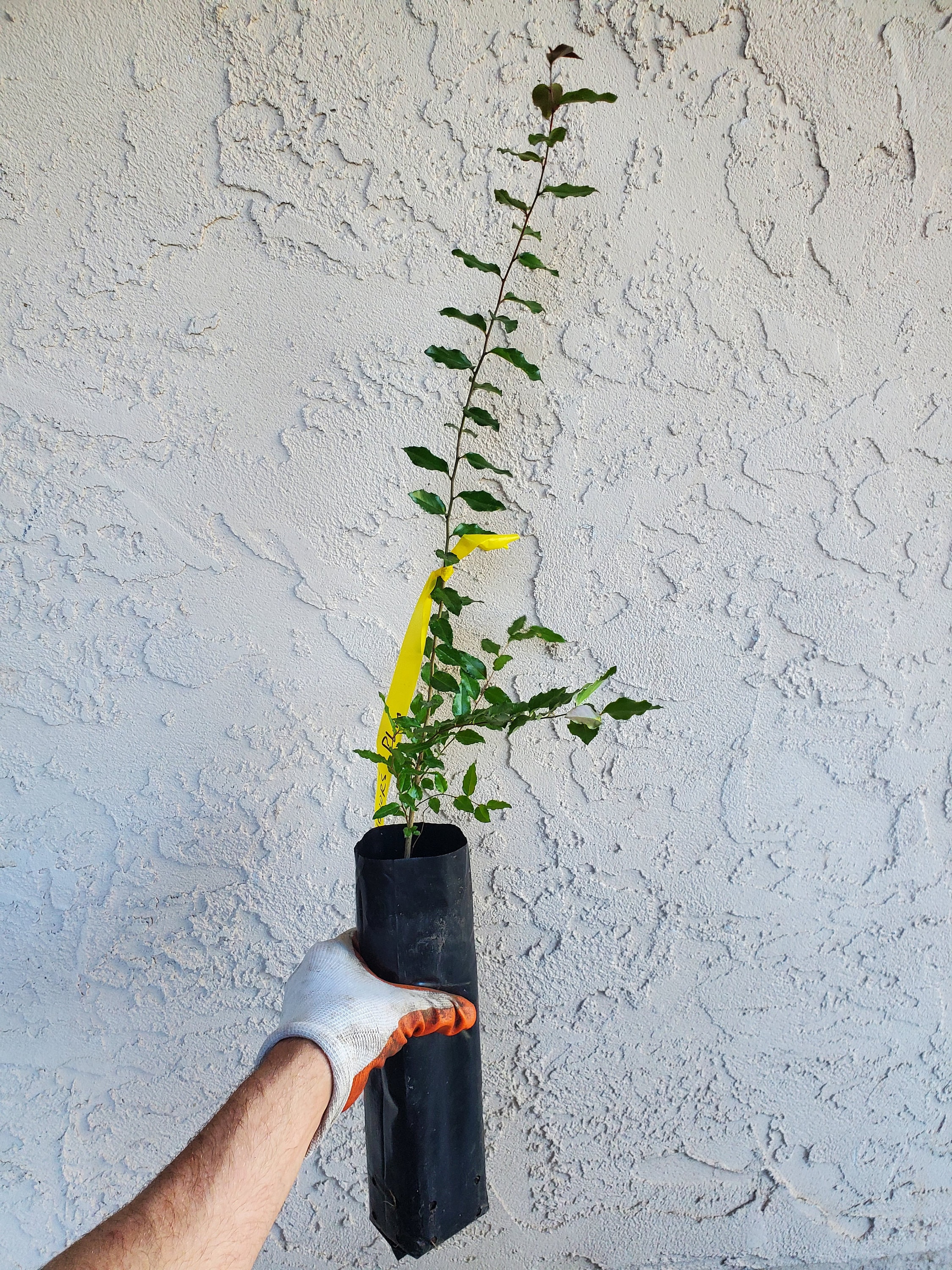 RARE Governor's Plum (flavourtia Indica) Live Fruit Tree - Native to ...
