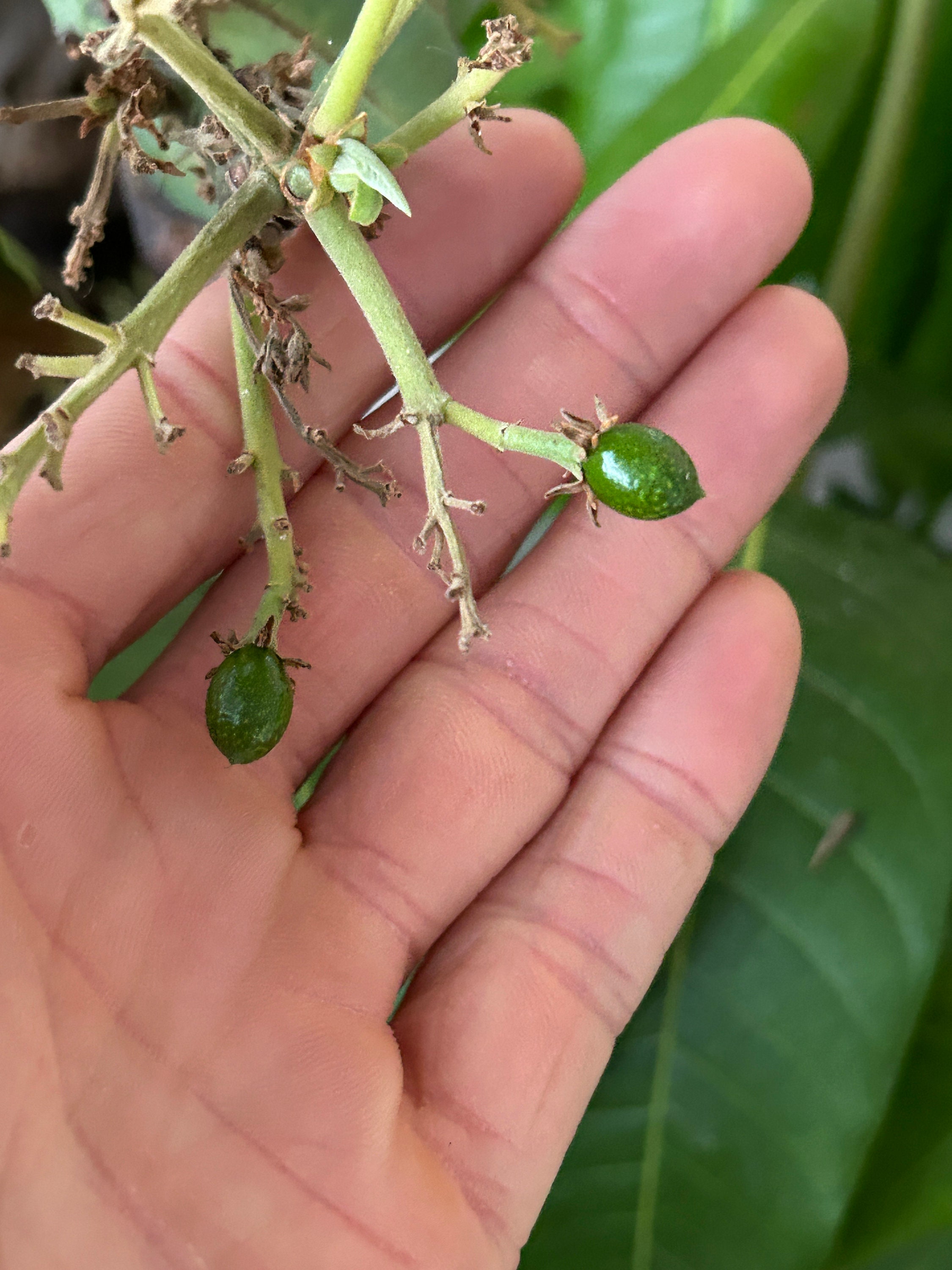 HUGE 5' Dwarf Grafted 'little Cado' (wurtz) Tree - True Dwarf Avocado ...