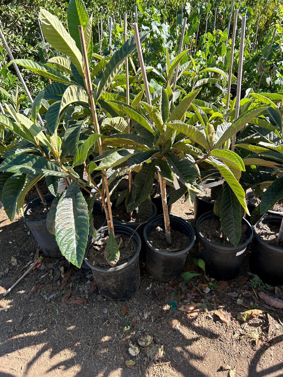 3-4 Feet Tall 'gold Nugget' Loquat Fruit Tree - Thick Trunk, Delicious ...