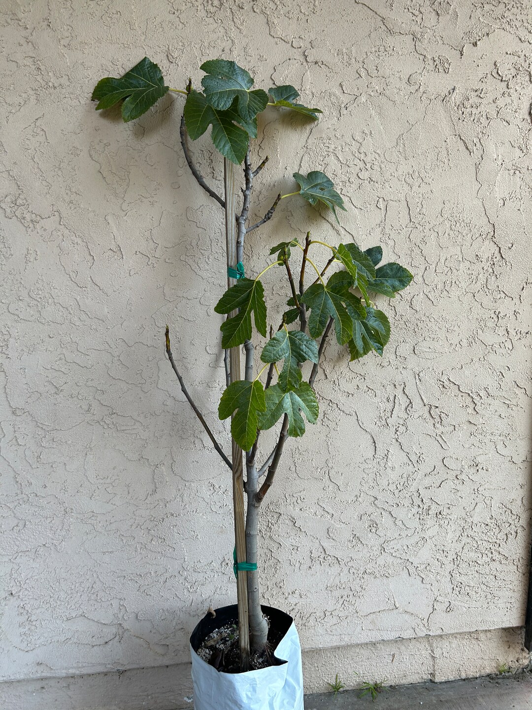 Very Large 'tiger Panache' Fig Fruit Tree - VARIEGATED Fruit, TOP ...