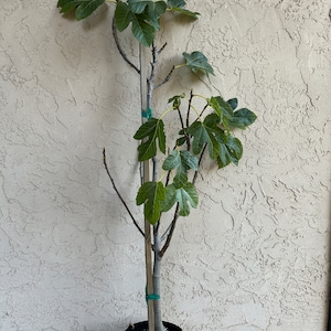 Very Large 'tiger Panache' Fig Fruit Tree - VARIEGATED Fruit, TOP ...