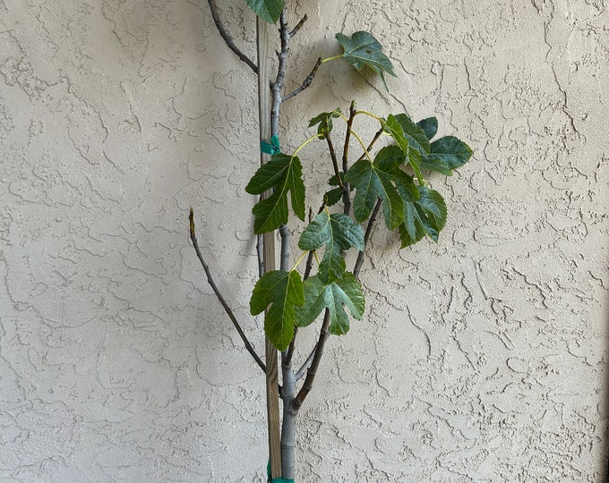 Fig 'panache Tiger' / Live Plant / Fruiting Fig Tree - Etsy