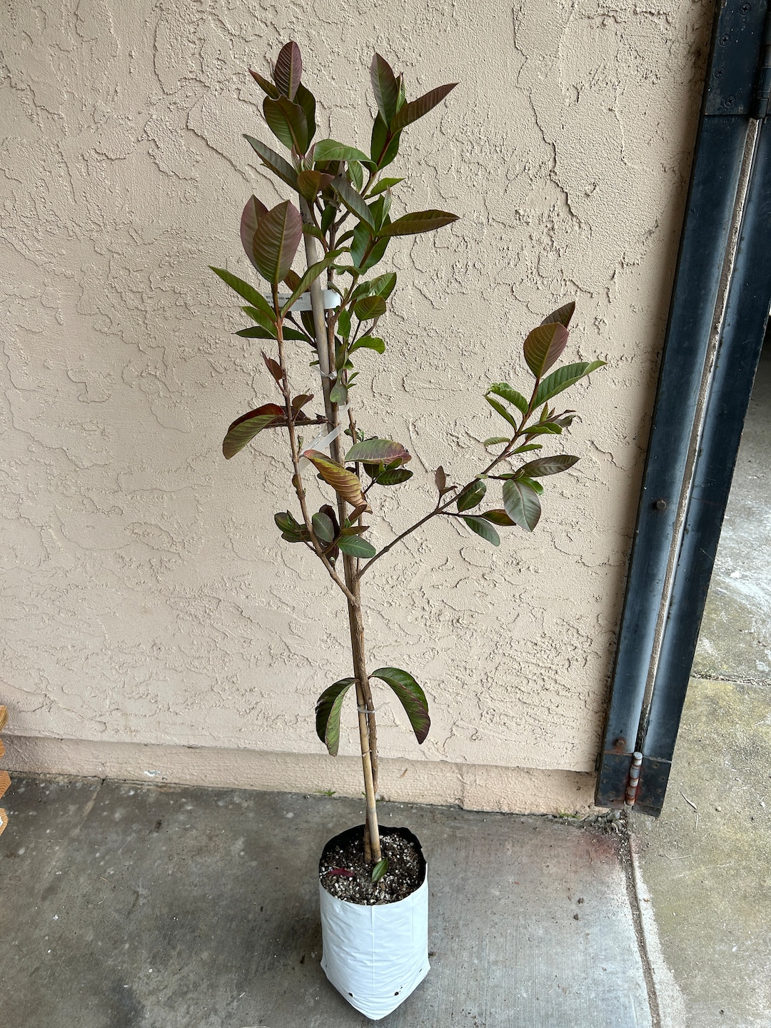 Bangkok White Giant Guava Fruit Tree - Very Sweet, Creamy White Flesh ...