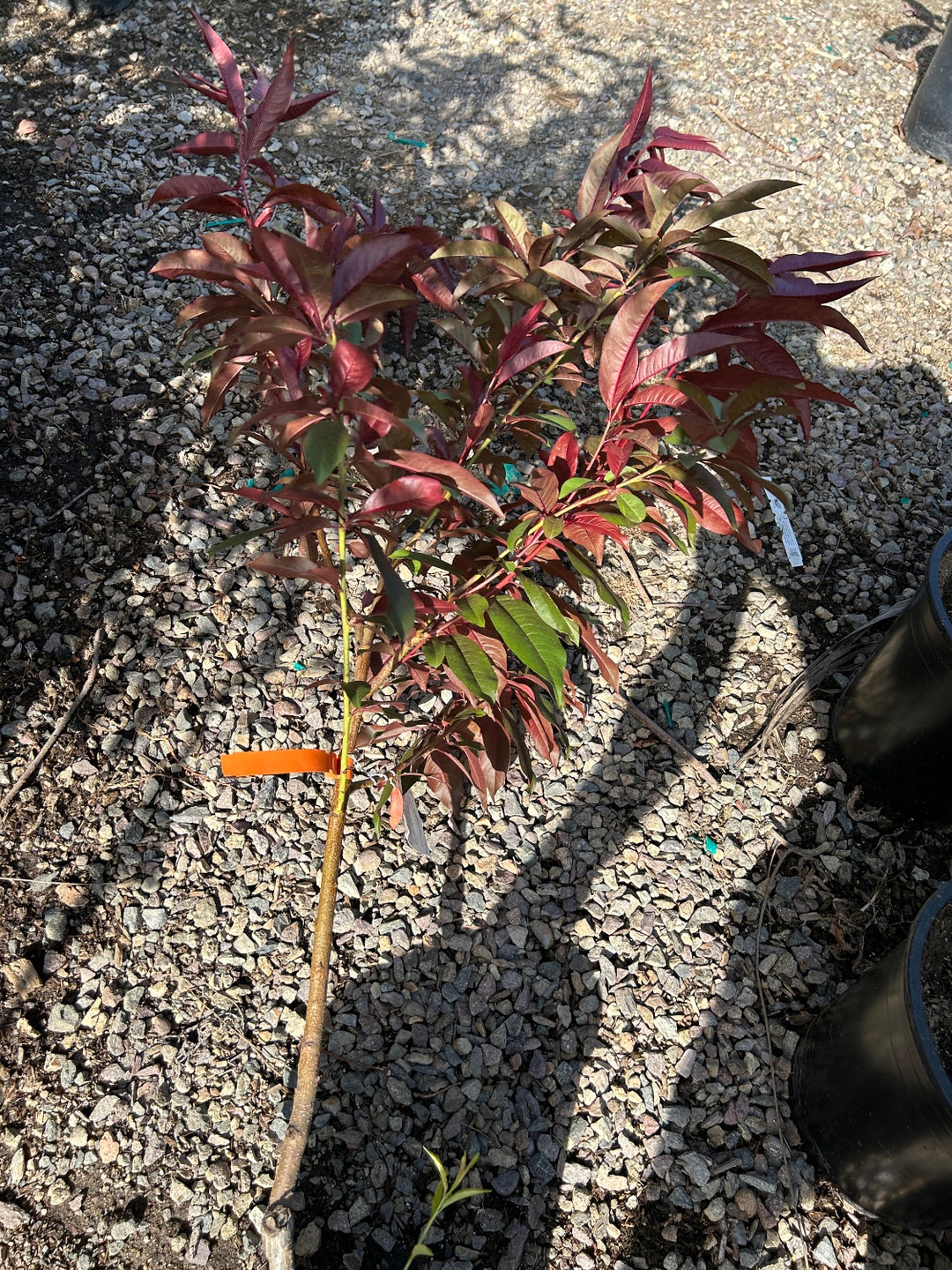 4-5 Feet Tall - 'spice Zee' Nectaplum Semi-dwarf Grafted Fruit Tree - Etsy