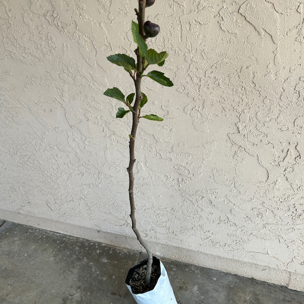 Dwarf Fig Cutting - Etsy