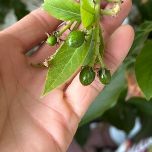 HUGE 5' Dwarf Grafted 'little Cado' (wurtz) Tree - True Dwarf Avocado ...