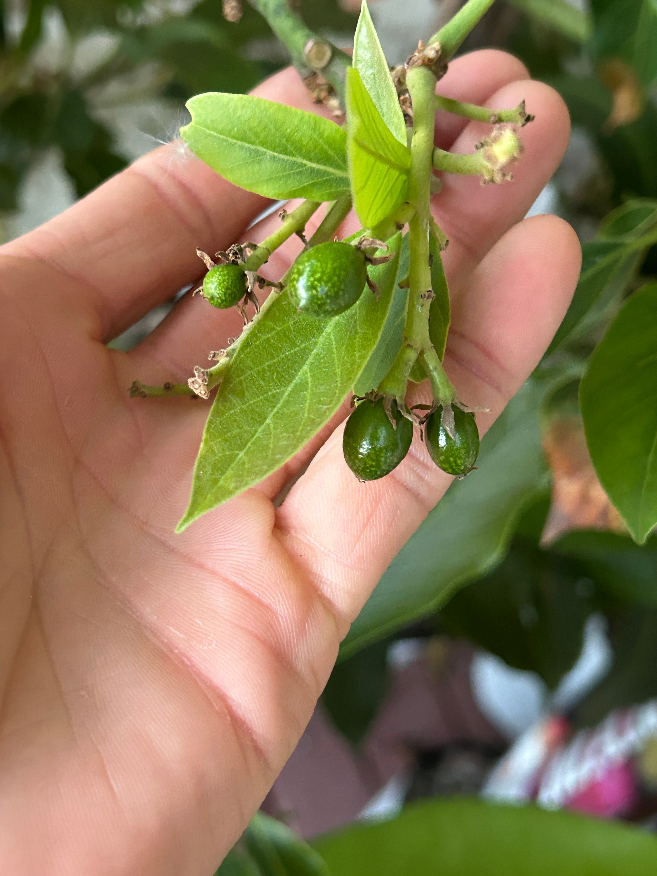HUGE 5' Dwarf Grafted 'little Cado' (wurtz) Tree - True Dwarf Avocado ...