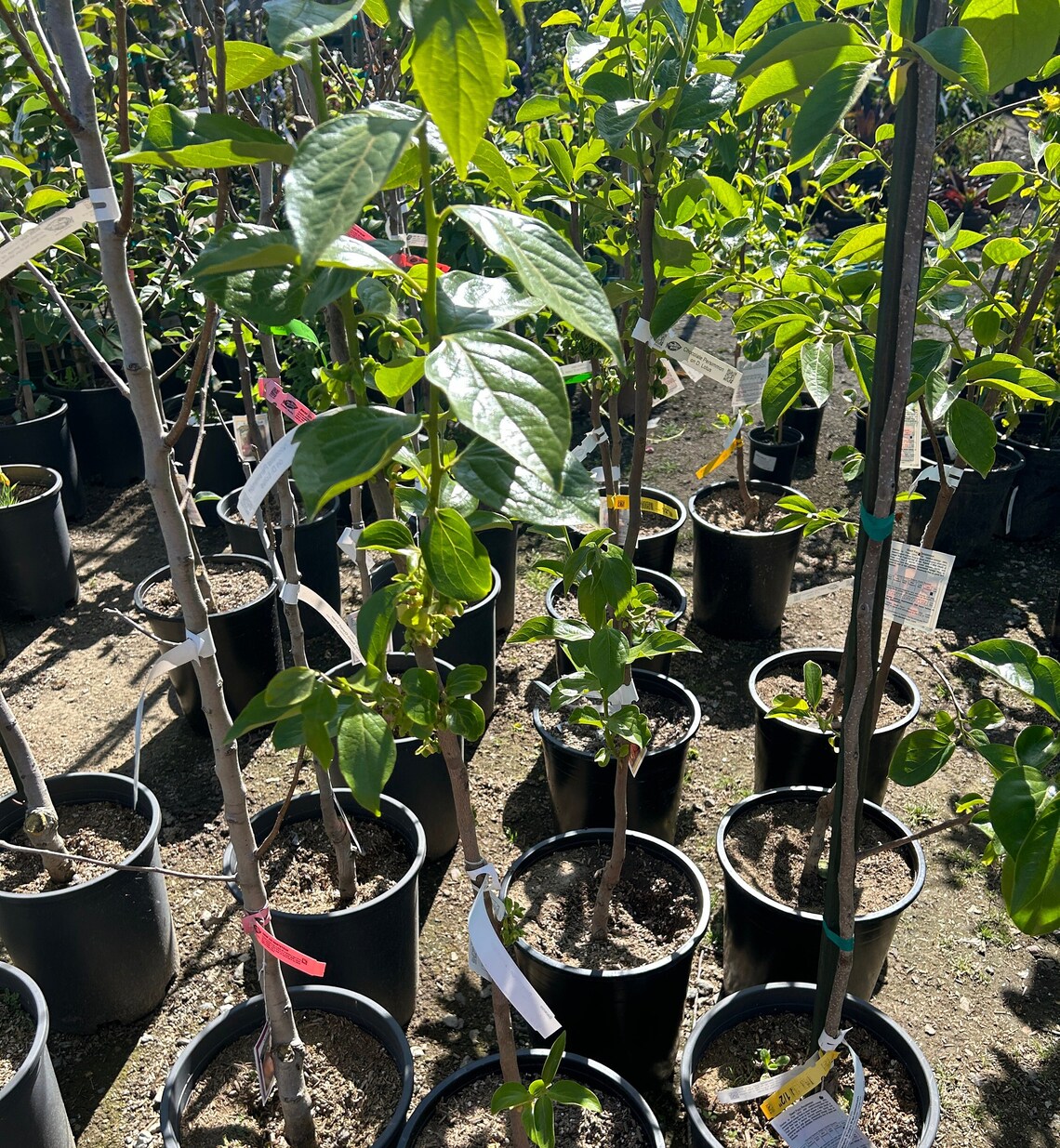 Tall Grafted 'giant Fuyu' Persimmon Tree - Fast Fruit Bearing - Rare ...
