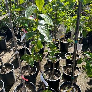 Tall Grafted 'giant Fuyu' Persimmon Tree - Fast Fruit Bearing - Rare ...