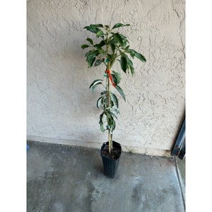 5 Feet Wurtz 'little Cado' - Grafted Dwarf Avocado Fruit Tree - Best ...