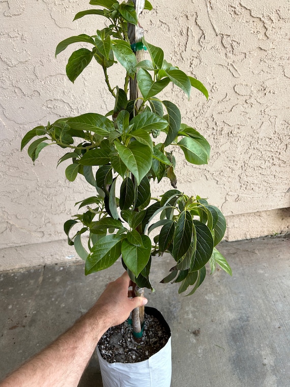 Dwarf Hass Avocado Tree