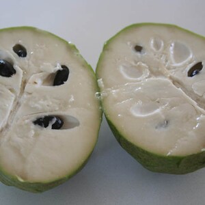 Grafted 'pierce' Cherimoya Fruit Tree (4-5 Feet Tall) - One of the Best ...
