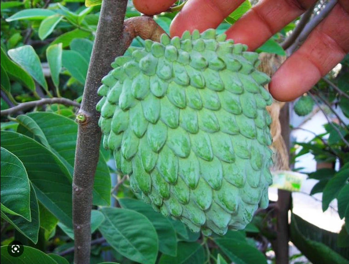 Large Grafted 'gefner' Atemoya Fruit Tree - Etsy