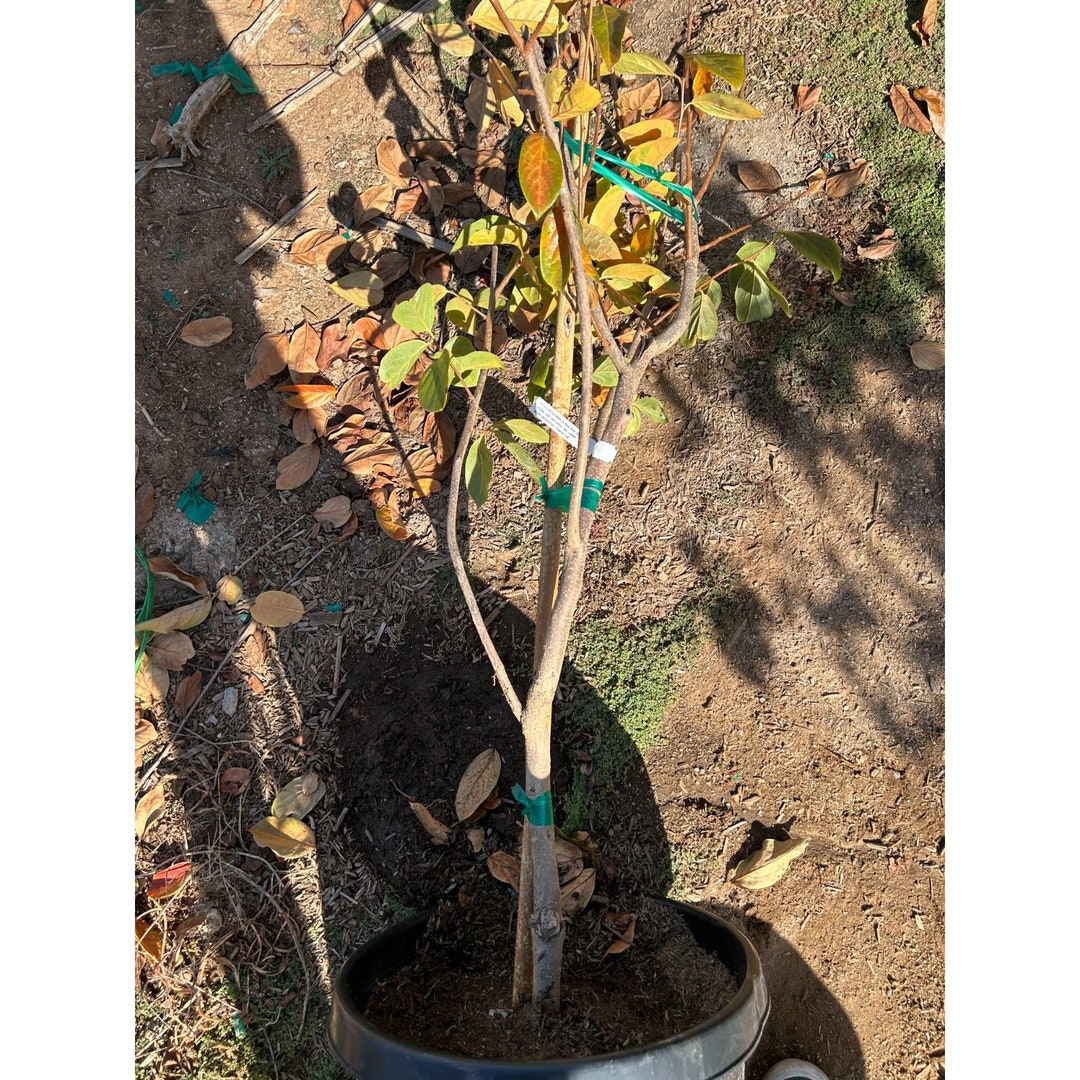 Premium Grafted Hachiya Persimmon Tree Fast Fruit Bearing Rare Mature ...