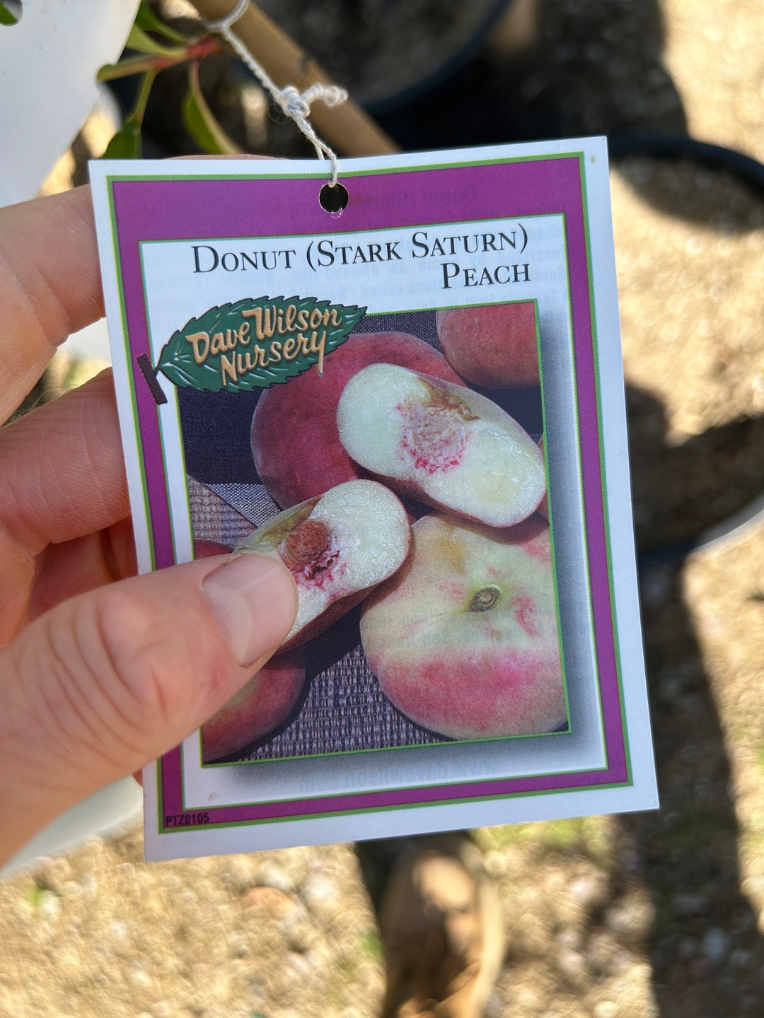 Grafted 'donut Stark Saturn' Peach Tree - 4-5 Feet Tall - Etsy