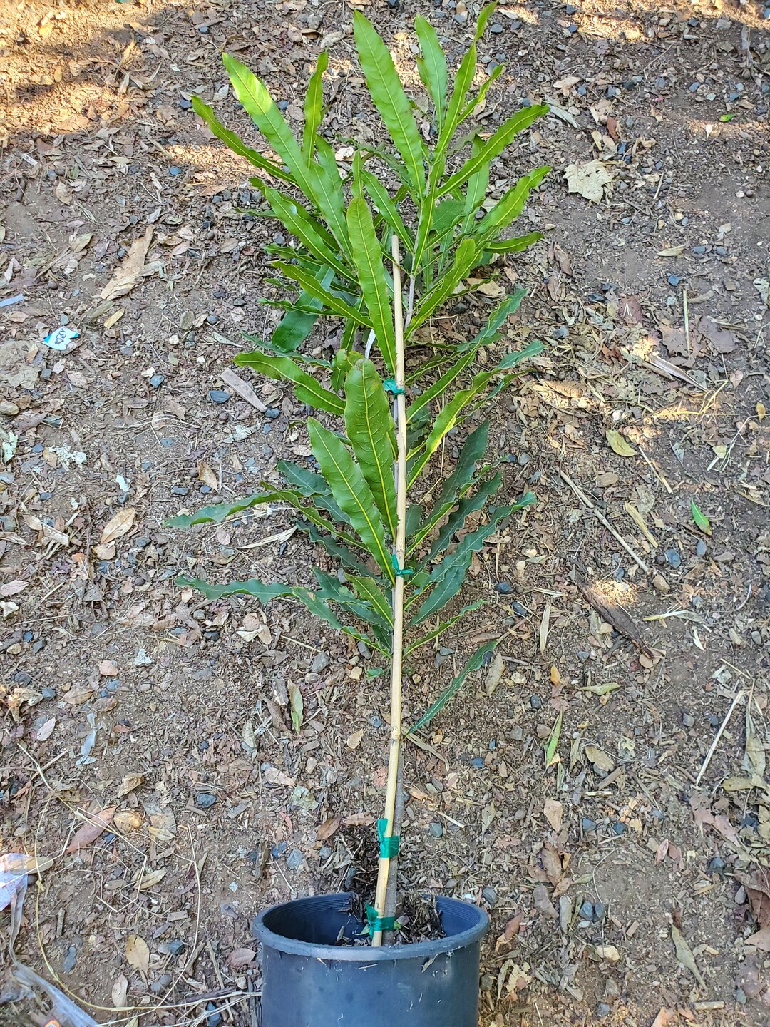 4 Feet Tall 'cate' Macadamia Fruit Tree - Superior Variety for ...