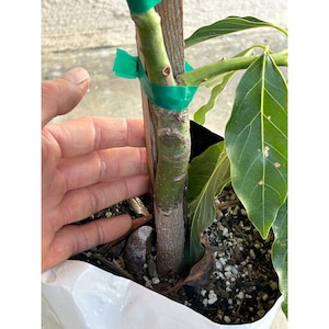 Dwarf Grafted 'littler Cado' (wurtz) Tree - True Dwarf Avocado for ...