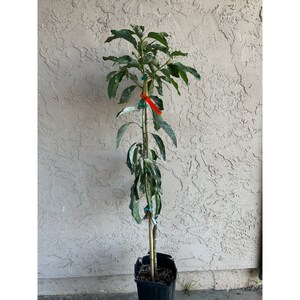 5 Feet Wurtz 'little Cado' - Grafted Dwarf Avocado Fruit Tree - Best ...