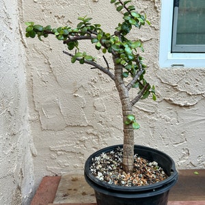 Dwarf Elephant Bush Bonsai Tree portulacaria Afra Super Drought ...