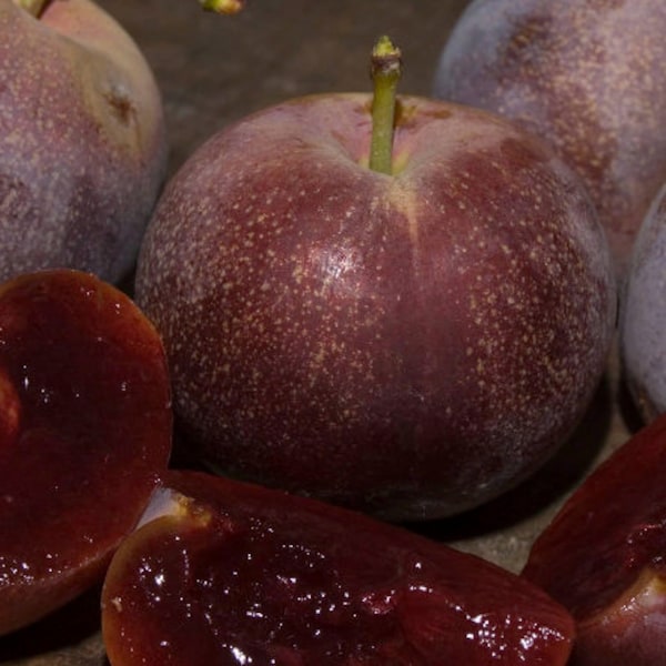 Semi Dwarf Persimmon Tree - Etsy