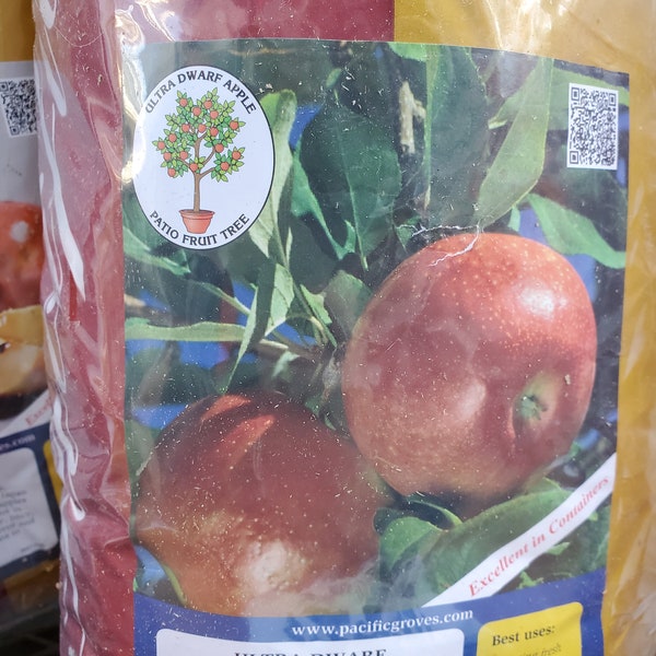 Dwarf Grafted Fruit Tree - Etsy