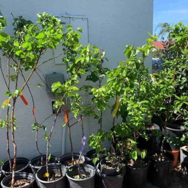 Dwarf Peach Tree - Etsy