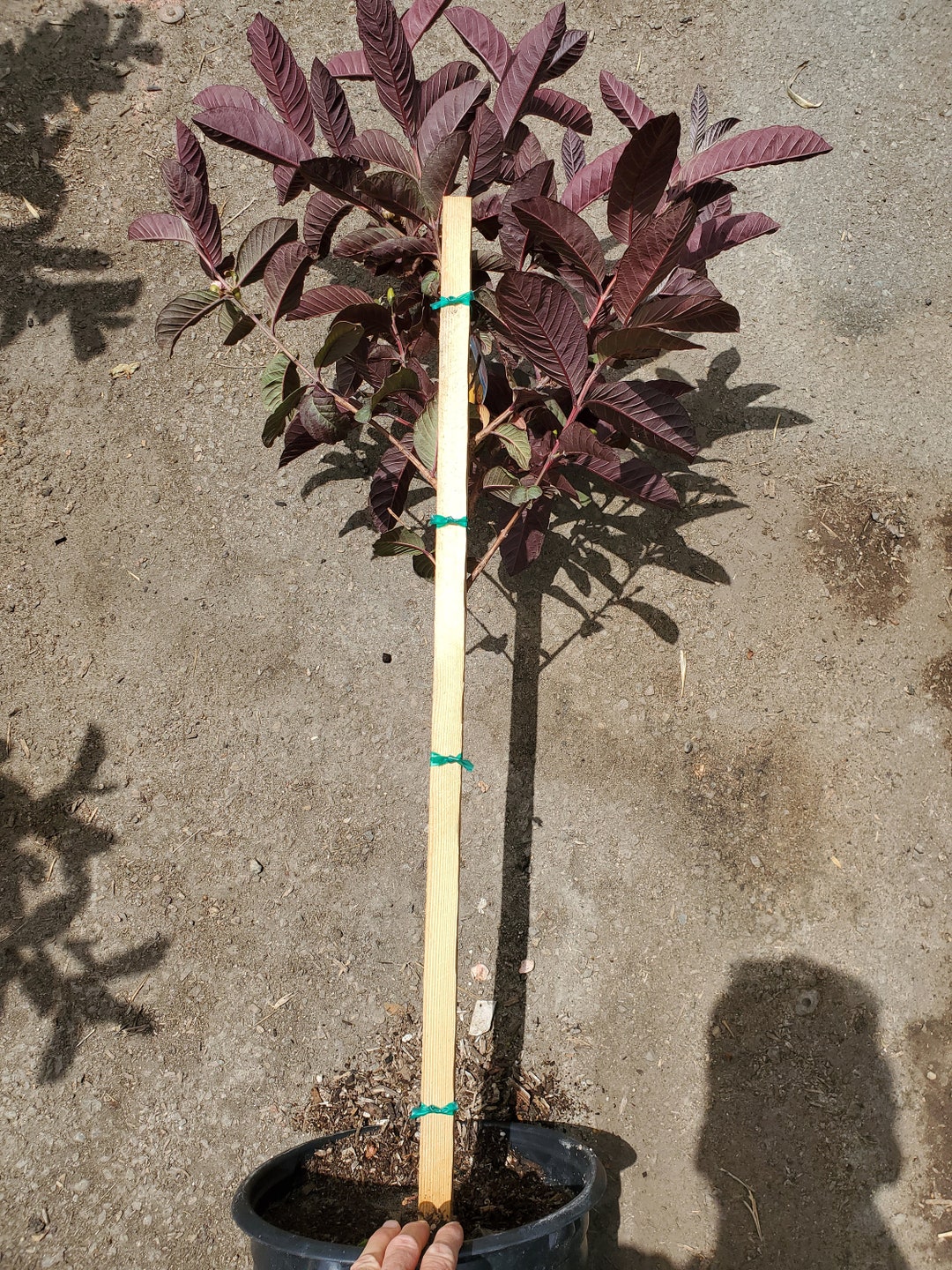 Malaysian Red Guava Fruit Tree - Produces Beautiful Fruit and Red ...