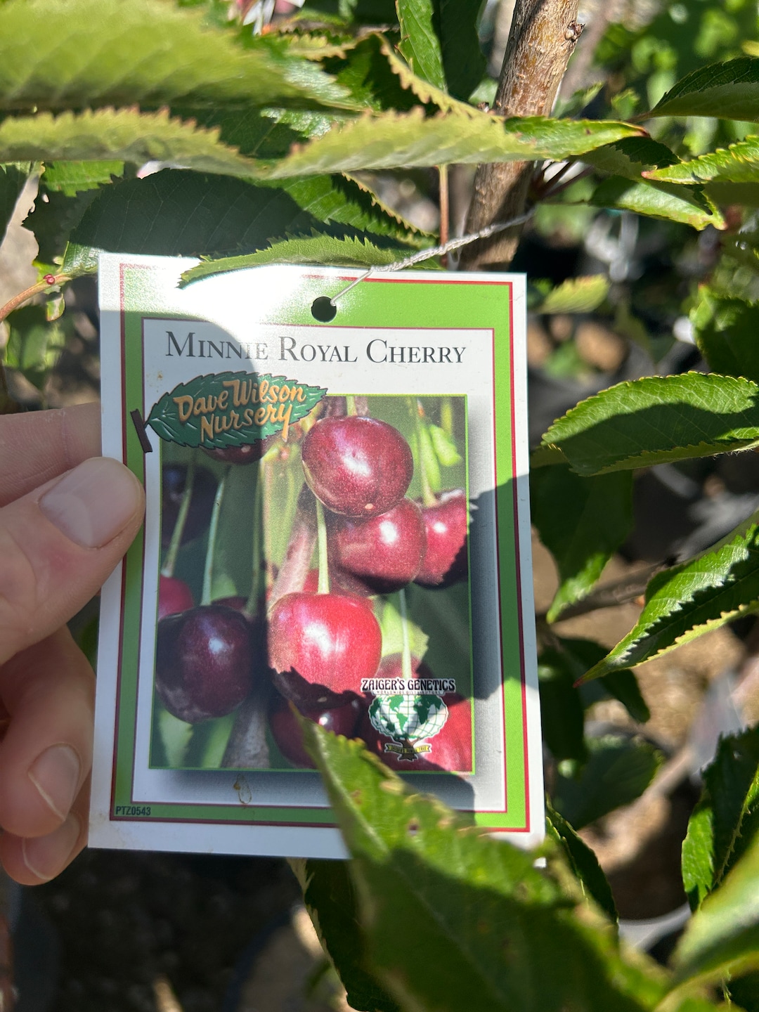 Grafted 'minnie Royal' Cherry Fruit Trees Tall 4 Feet Tall - Etsy