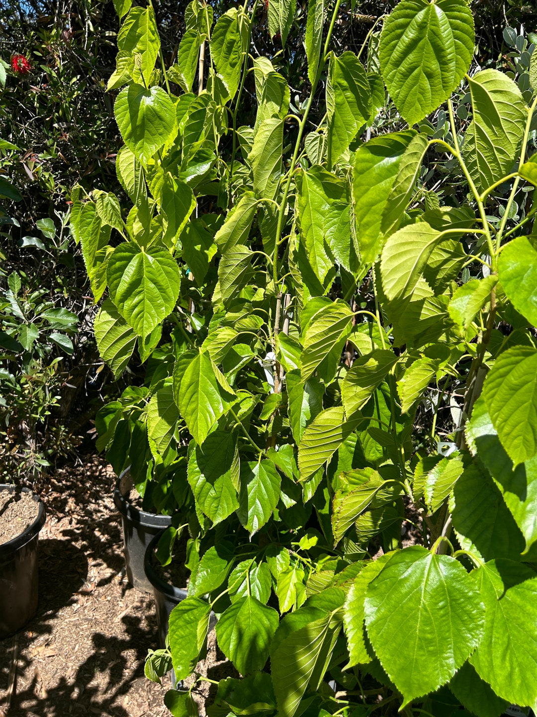 Very Large Pakistan Mulberry Fruit Tree 5 Feet Tall Thick Trunk, 4 ...