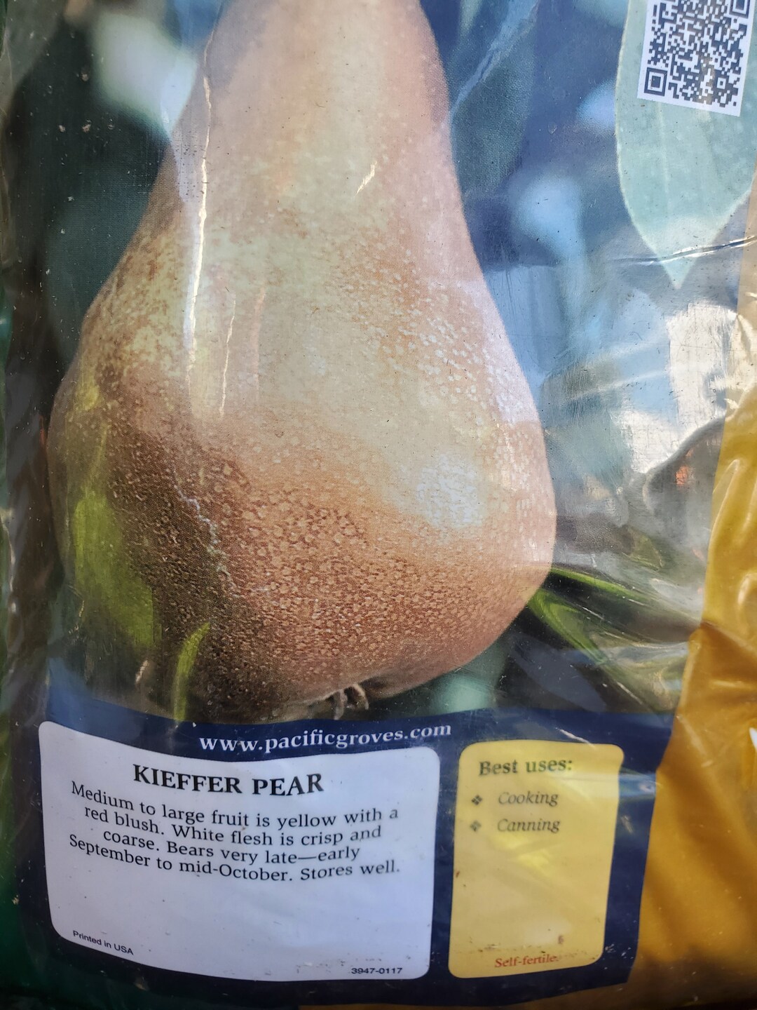 Grafted 'kieffer' Asian Pear Fruit Tree 3-4 Feet Tall - Etsy