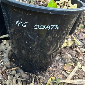 Fruiting 'obata Red' Coffee Fruit Tree (3-4 Feet Tall) - Exceptional ...