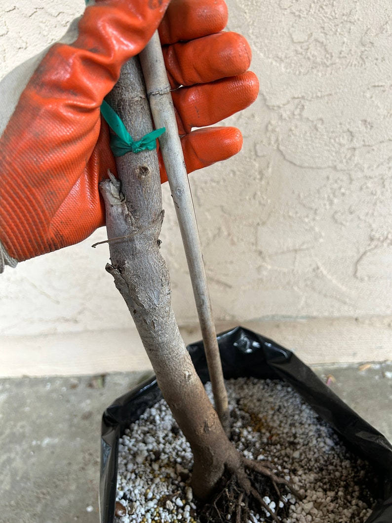 Grafted 'pierce' Cherimoya Fruit Tree (4-5 Feet Tall) - One of the Best ...