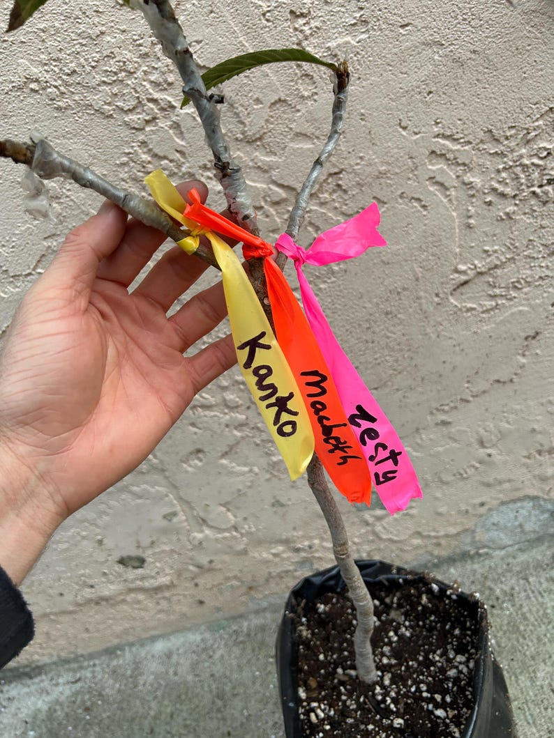 FRUITING Multi-variety Loquat Fruit Tree - 3 Varieties (kanko, Macbeth ...