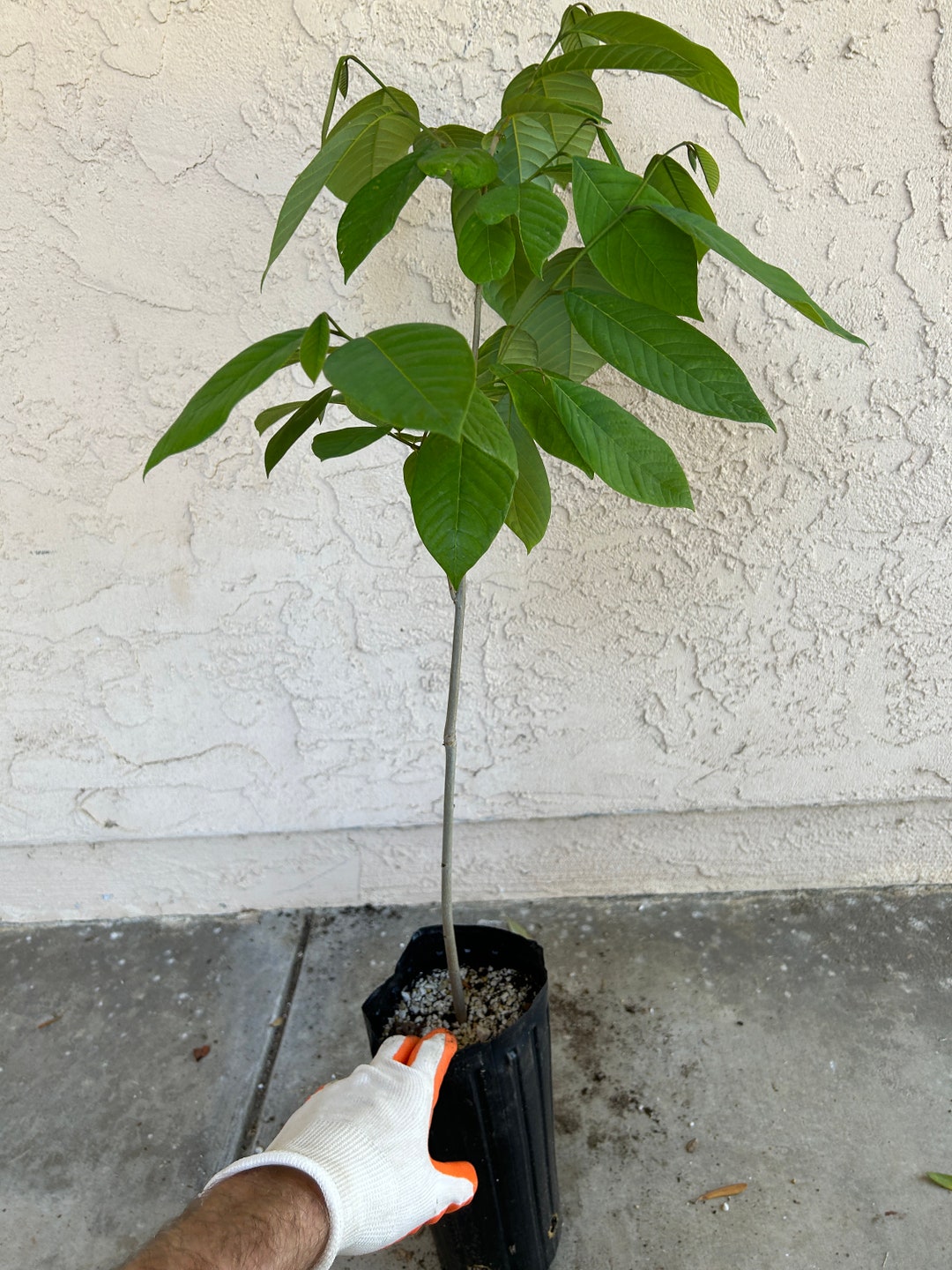 Cherimoya Seedling - Variety 'pierce' - Fruit Tree 2-3 Feet Tall - Etsy
