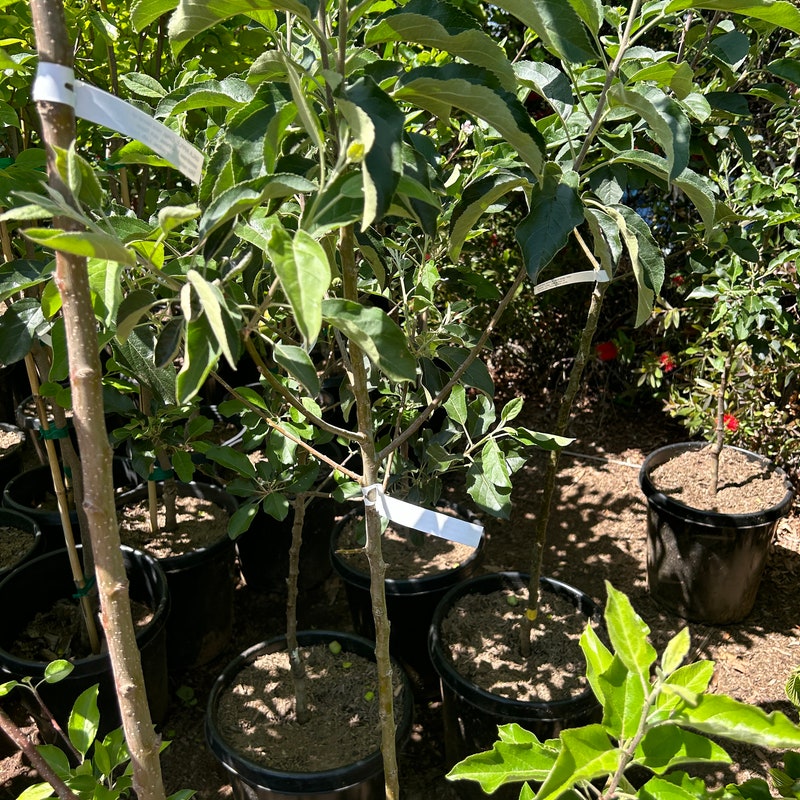 Ultra Dwarf Fruit Trees - Etsy