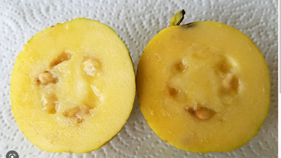 RARE Cas Guava, Costa Rican Guava, Wild Guava psidium ...
