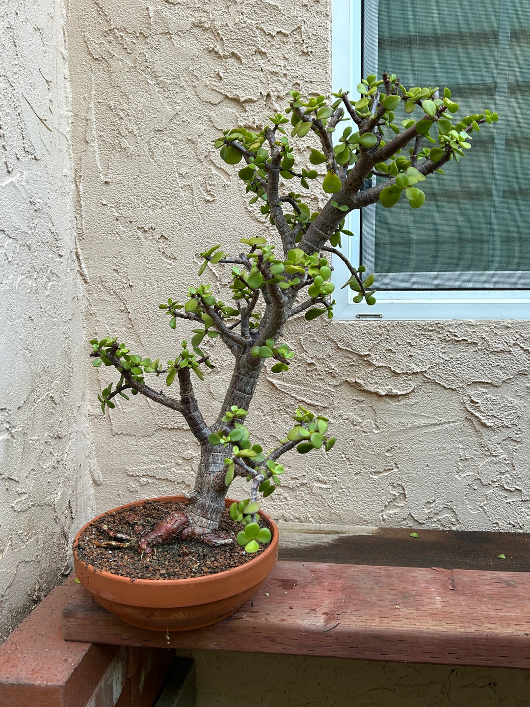 Elephant Bush Bonsai Tree Portulacaria Afra Super Drought Tolerant free ...